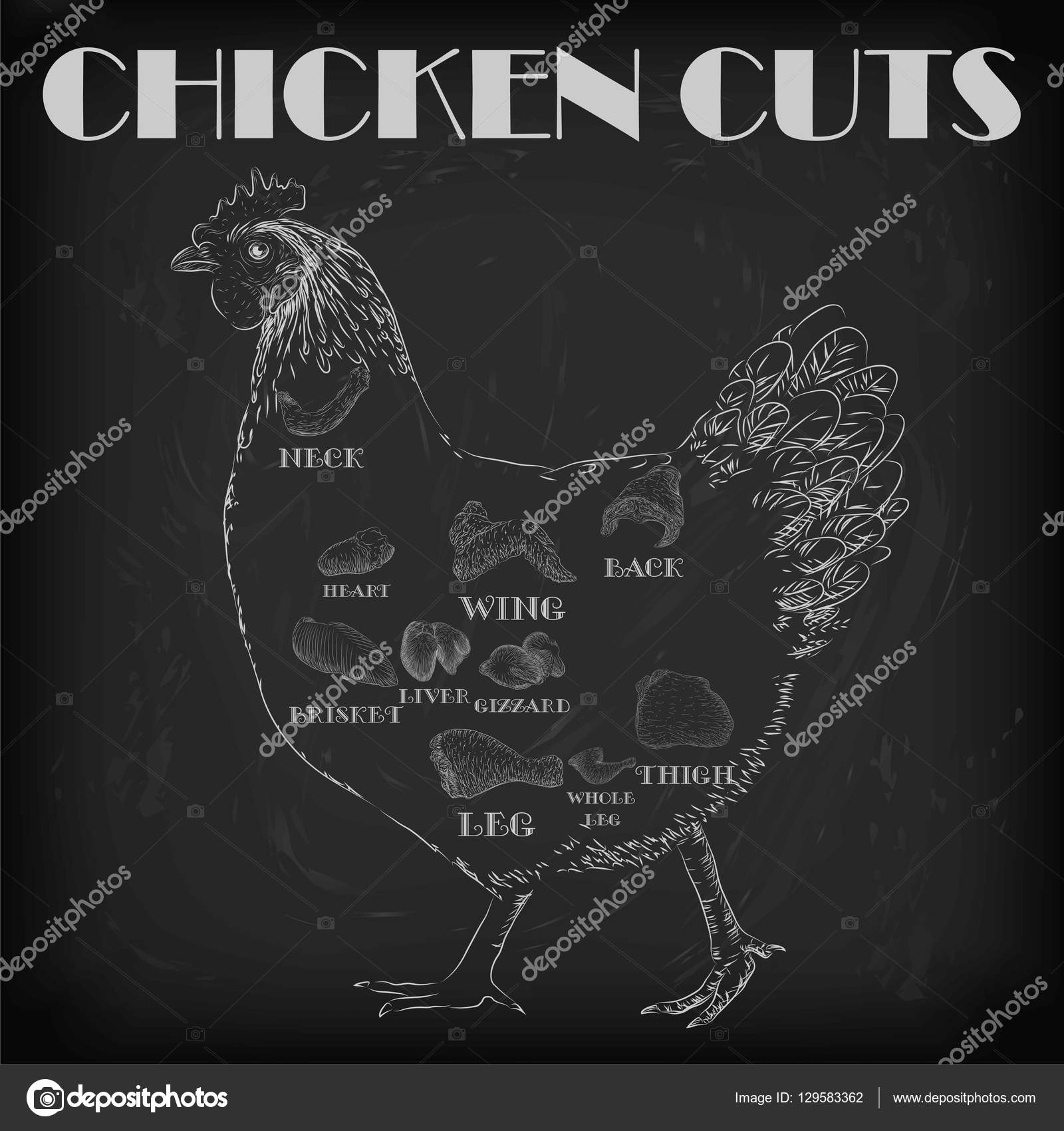 Chicken hen cutting meat scheme parts carcass brisket neck wing Stock ...