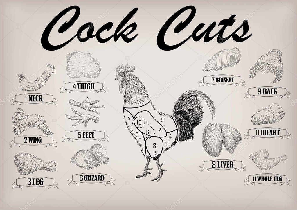 gallo gallo gallo corte carne esquema partes canal brisket 2024