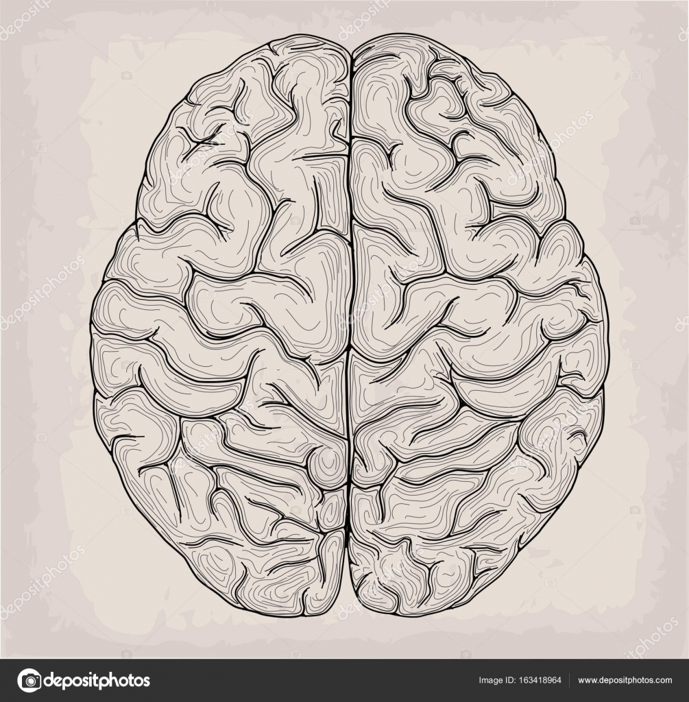 Anatomical Brain hand drawn organ sketch. Medicine, Vector illus Stock ...