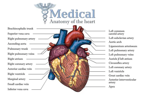 Anterior Heart Diagram Labeled