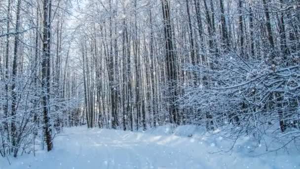 CINEMAGRAPH, 4k, falling snow in the winter forest, loop — Stock Video ...
