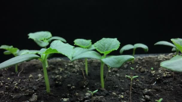 Camera movement past the growing young shoots of cucumber seedlings ...