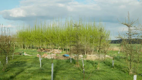 Fast growing trees Stock Photos, Royalty Free Fast growing trees Images ...