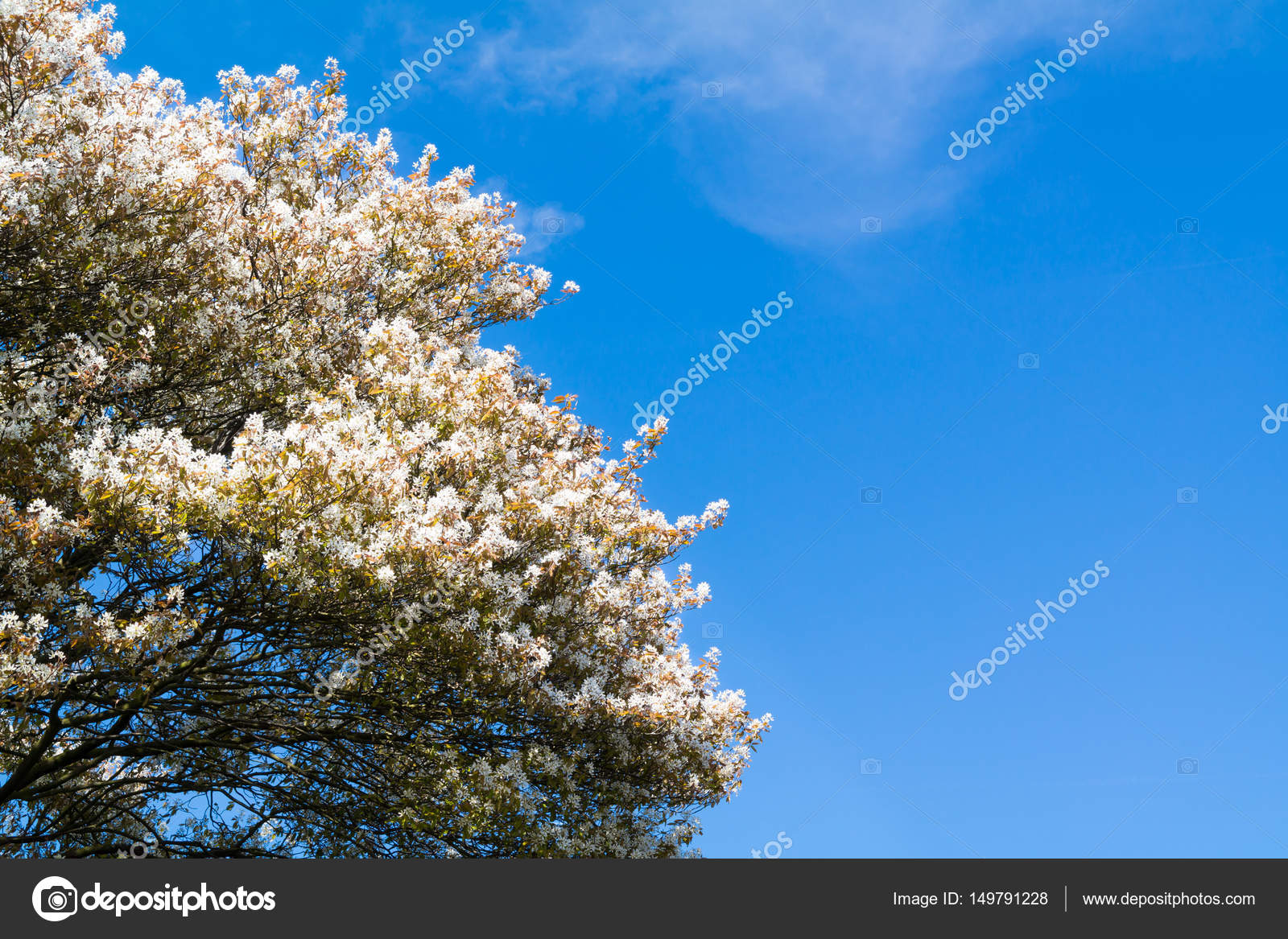 Top Blooming Serviceberry Amelanchier Lamarkii Tree White Flowers Blue ...