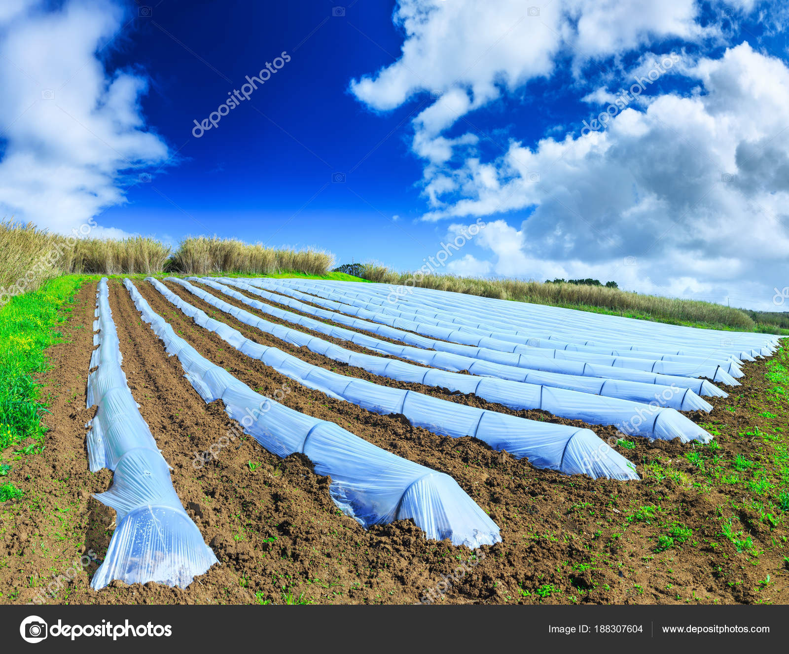 A typical agriculture technology of early spring cultivation of Stock ...