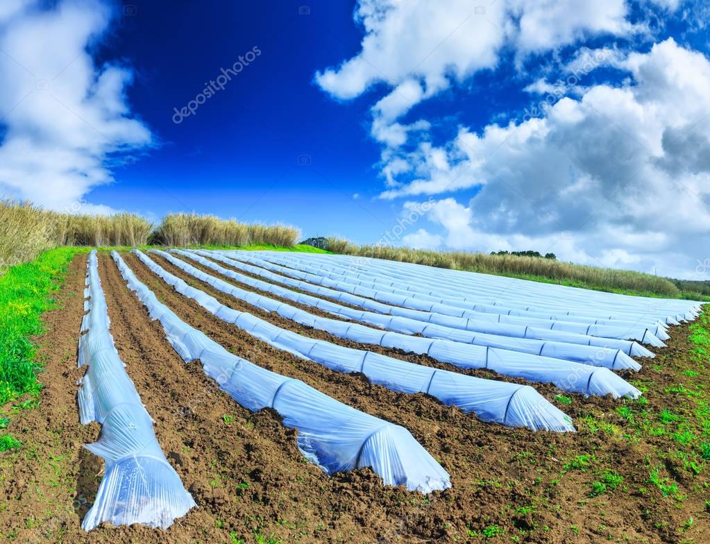 Una tecnolog a agr cola t pica de principios de primavera el cultivo de ...