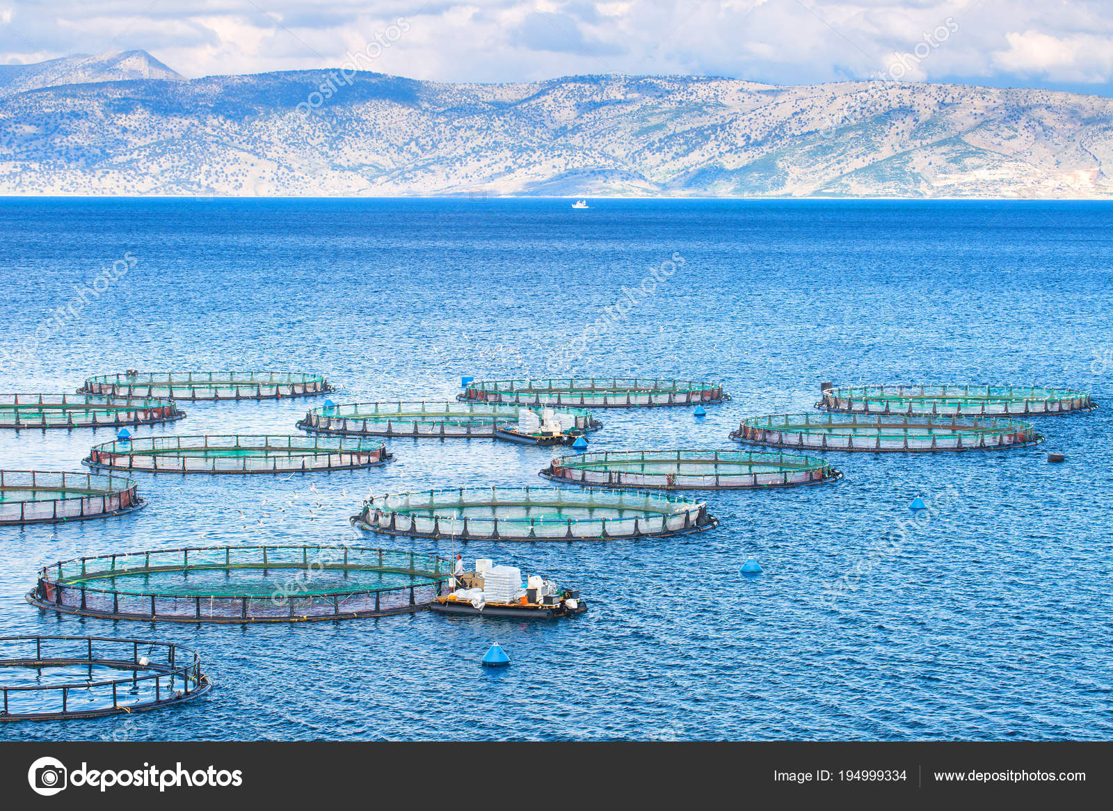 Granja de peces marinos. Jaulas para piscicultura dorado y lubina. El ...