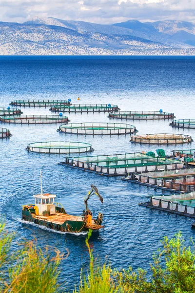 Pisciculture Stock Photos, Royalty Free Pisciculture Images | Depositphotos