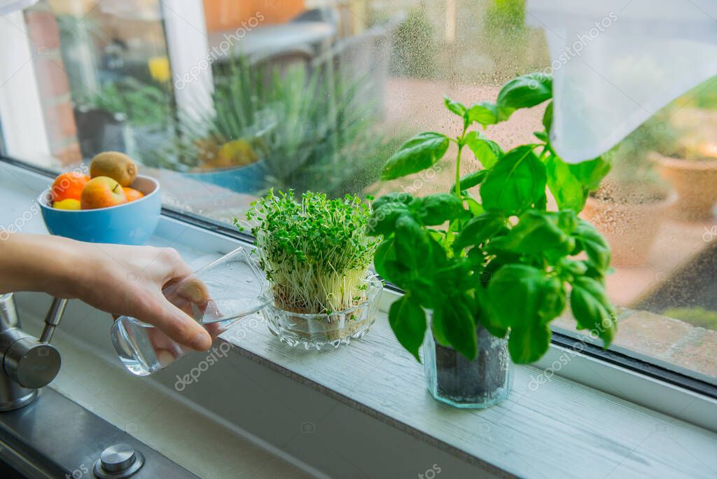 La mano del joven regando la jardinería en el alféizar de la ventana de ...