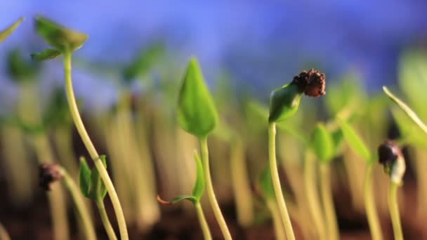 Small Green Plants Growing Time Lapse — Stock Video © Gen_Oksi #143897623