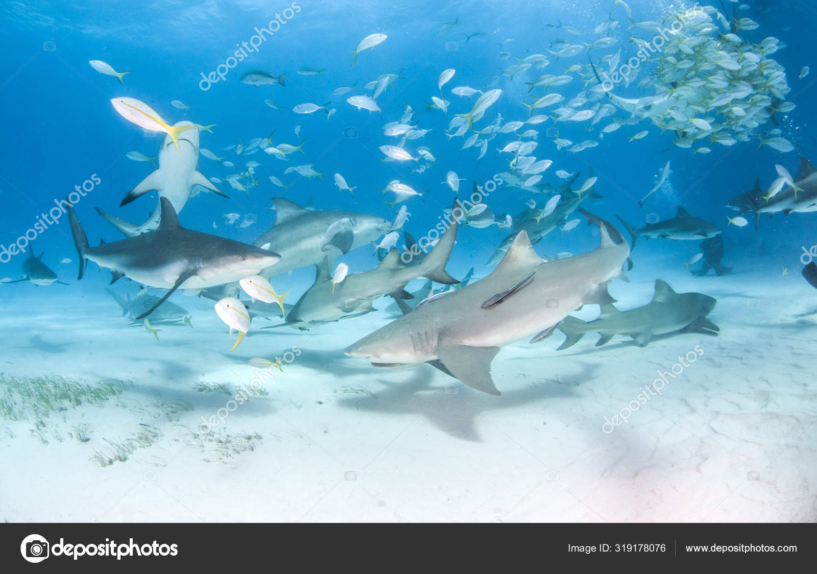 Caribbean reef shark and lemon shark at the Bahamas — Stock Photo ...