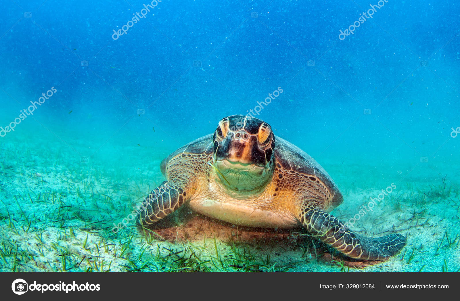 Turtle at Kas, Turkey — Stock Photo © Divepics #329012084