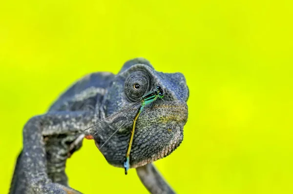 Lizard catching insect Stock Photos, Royalty Free Lizard catching ...
