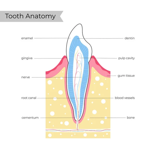 320 Canine tooth Stock Illustrations | Depositphotos