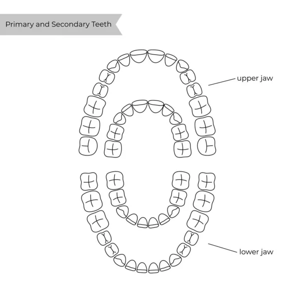 783 Teeth diagram Vector Images | Depositphotos