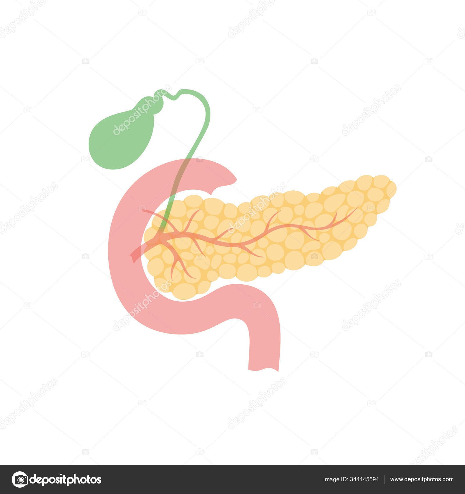 Cartoon Pancreas In Digestive System