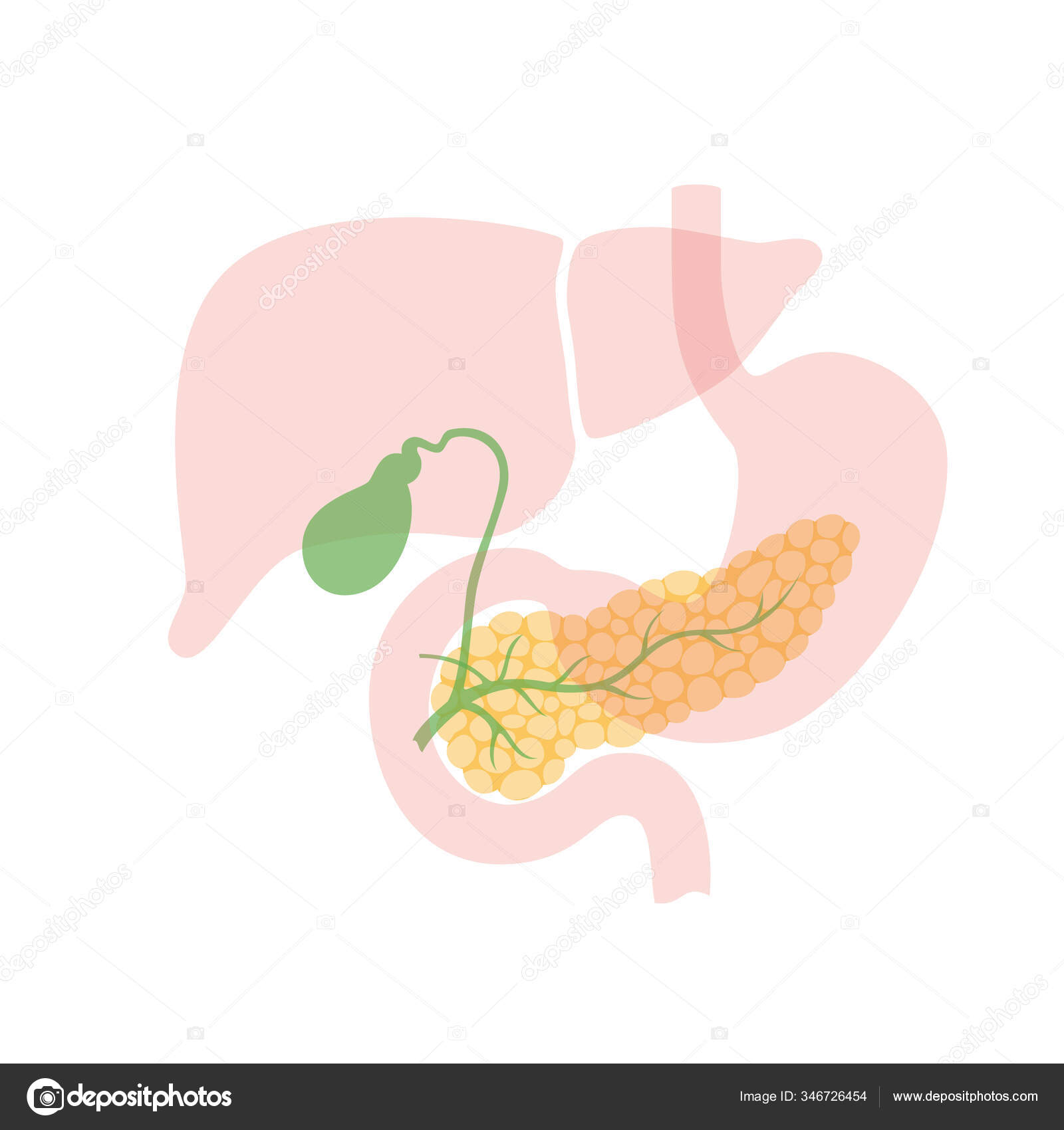 Pancreas and gallbladder Stock Vector by ©Pikovit 346726454
