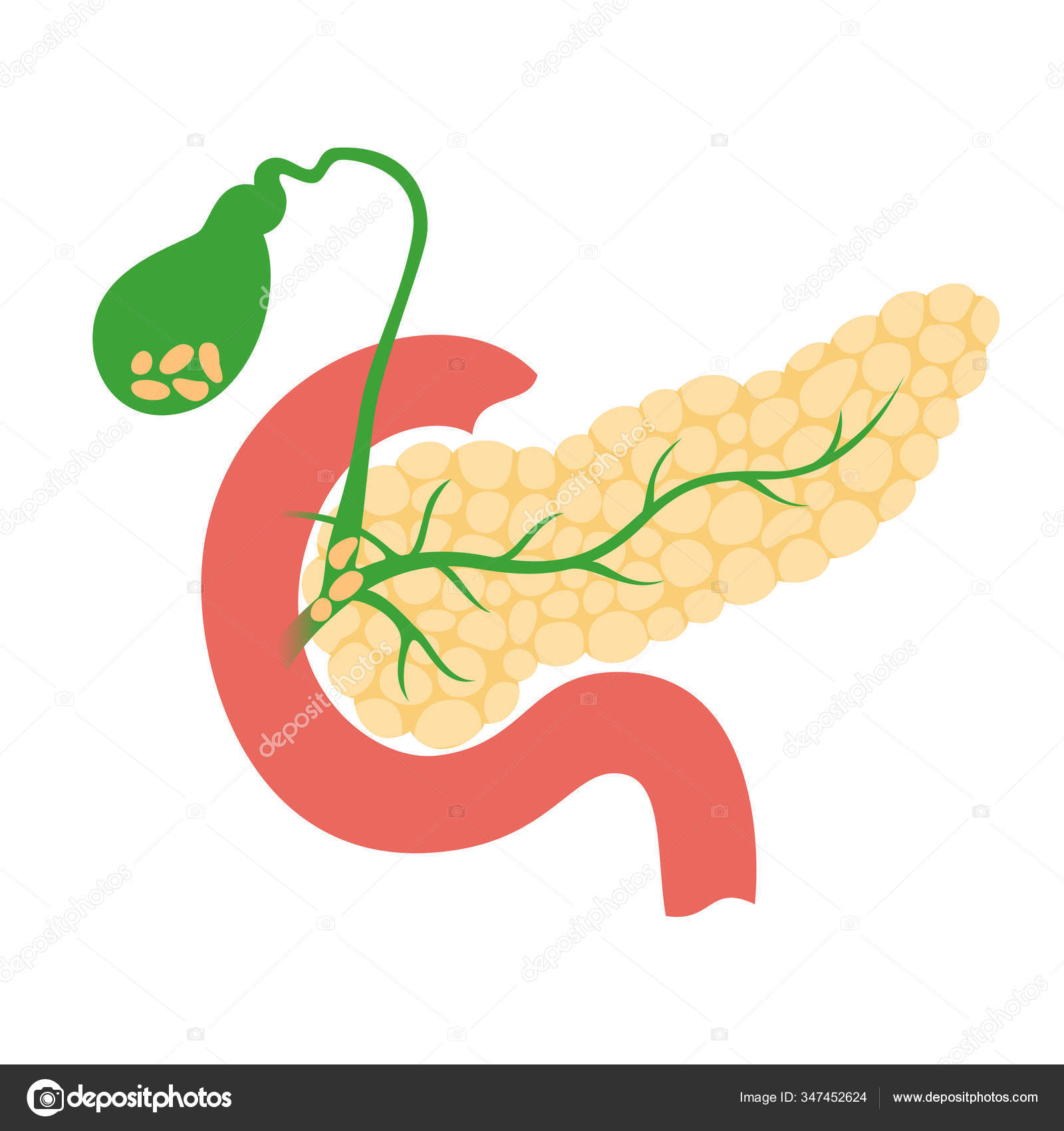 Pancreas and gallbladder Stock Vector by ©Pikovit 347452624