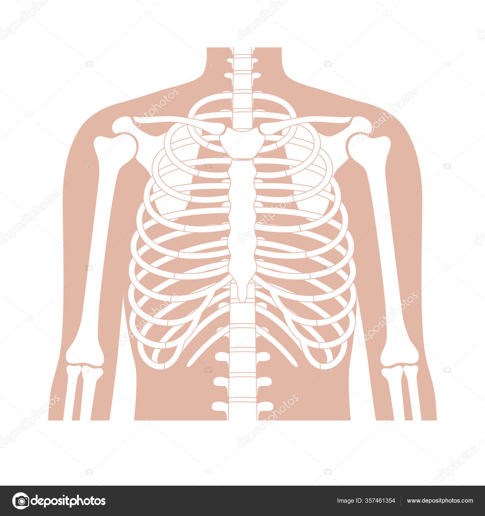 Male Rib Cage Anatomy 3,115 Male Rib Cage Stock Photos, High Res
