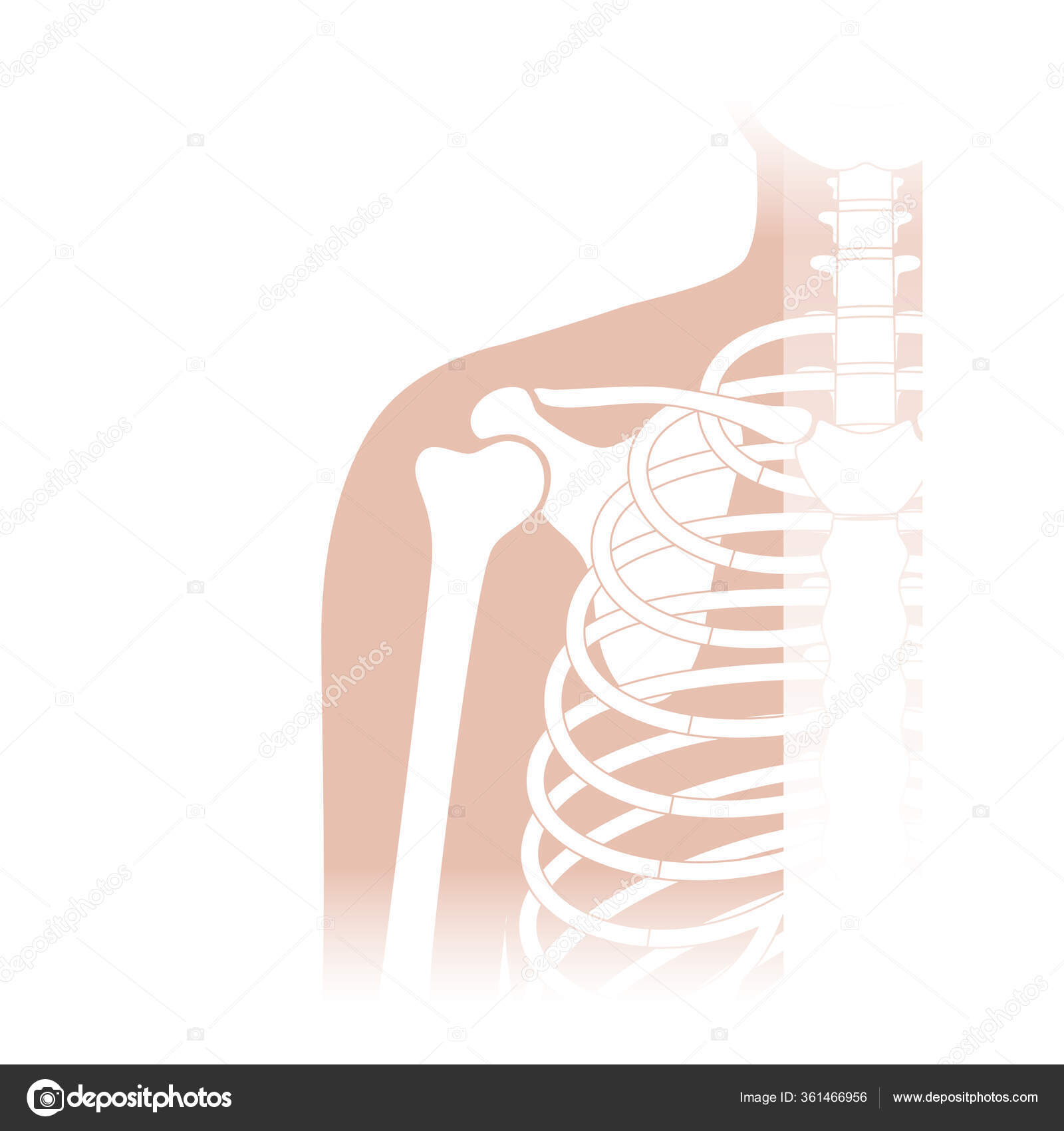 Anatomía de la articulación hombro humano . Vector de stock por ...