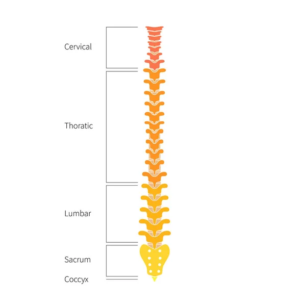 Human spine diagram Vector Art Stock Images | Depositphotos
