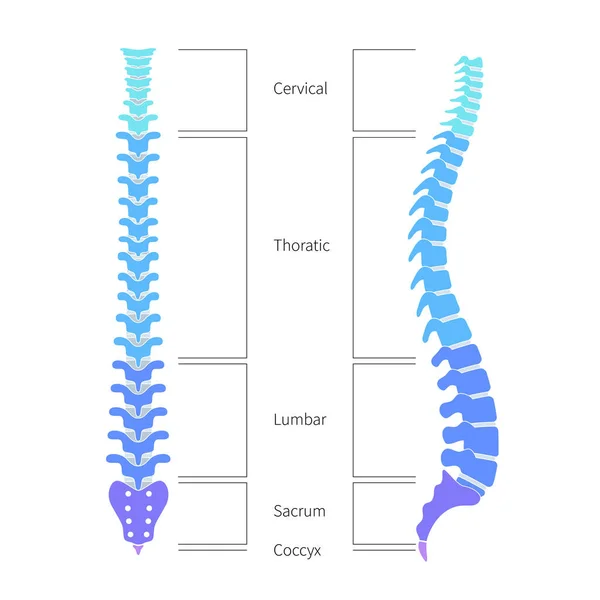 Human spine diagram Vector Art Stock Images | Depositphotos