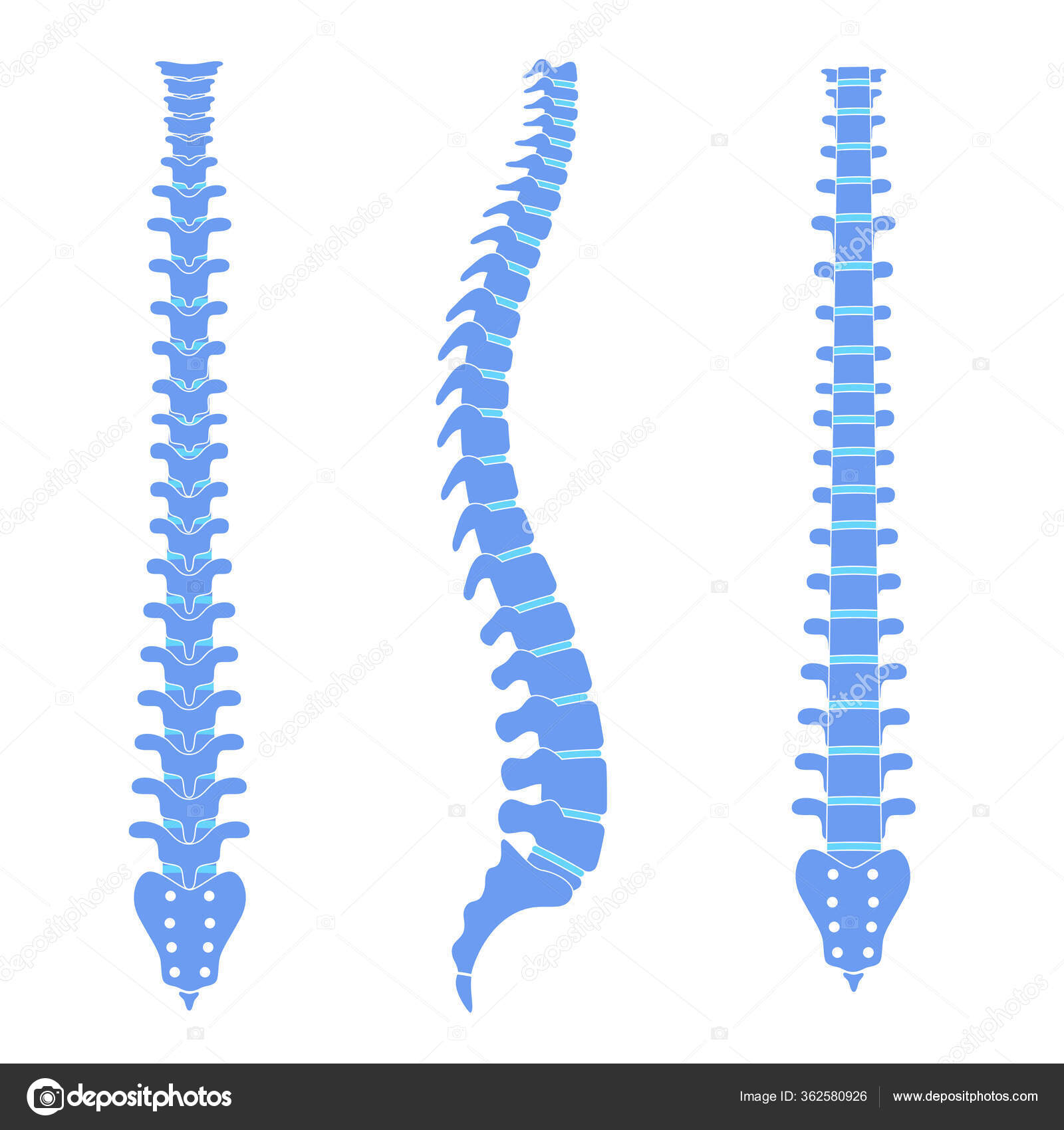 Illustration vectorielle de l'anatomie du rachis humain image ...