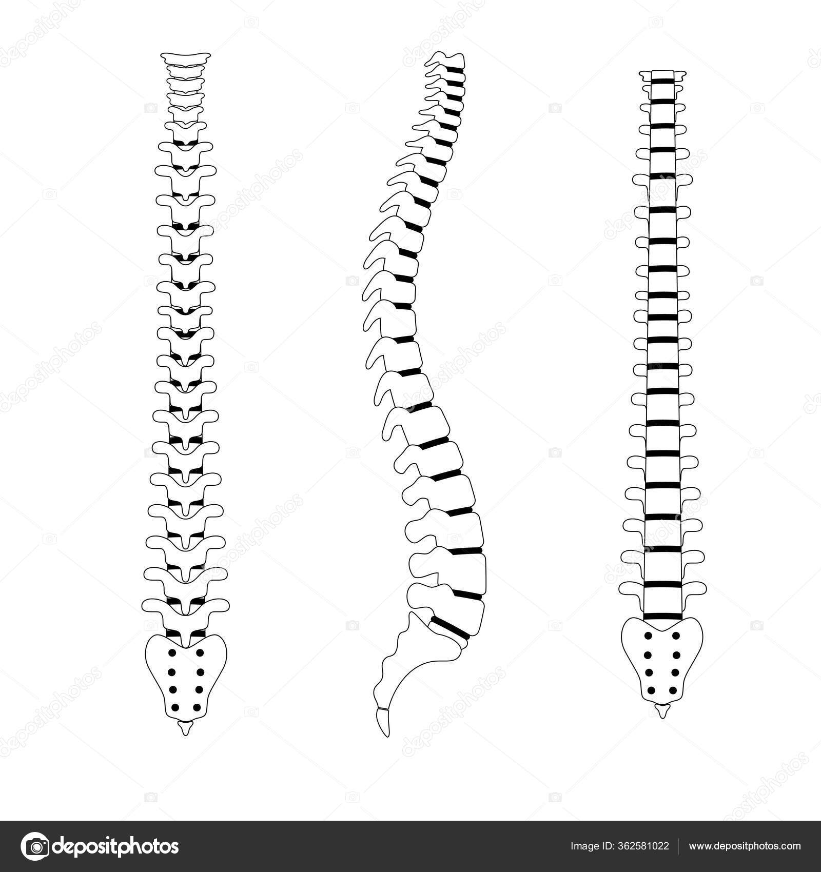 Illustration vectorielle de l'anatomie du rachis humain image ...