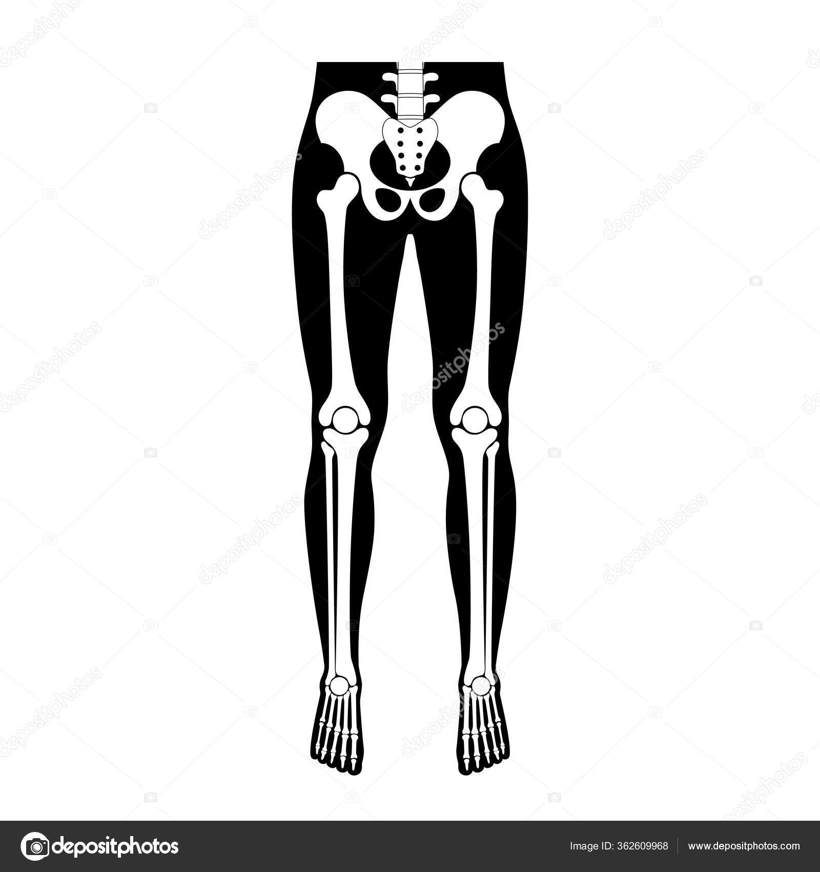 Anatomía de huesos de pierna humana . Vector de stock #362609968 de ...