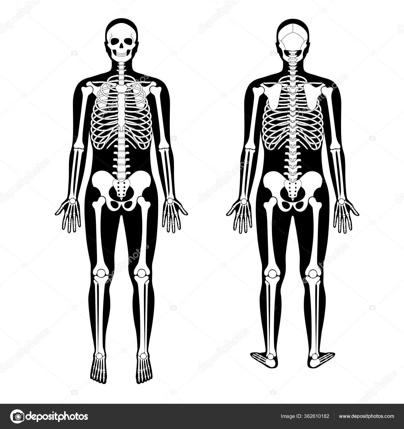 Anatomía Del Esqueleto Del Hombre