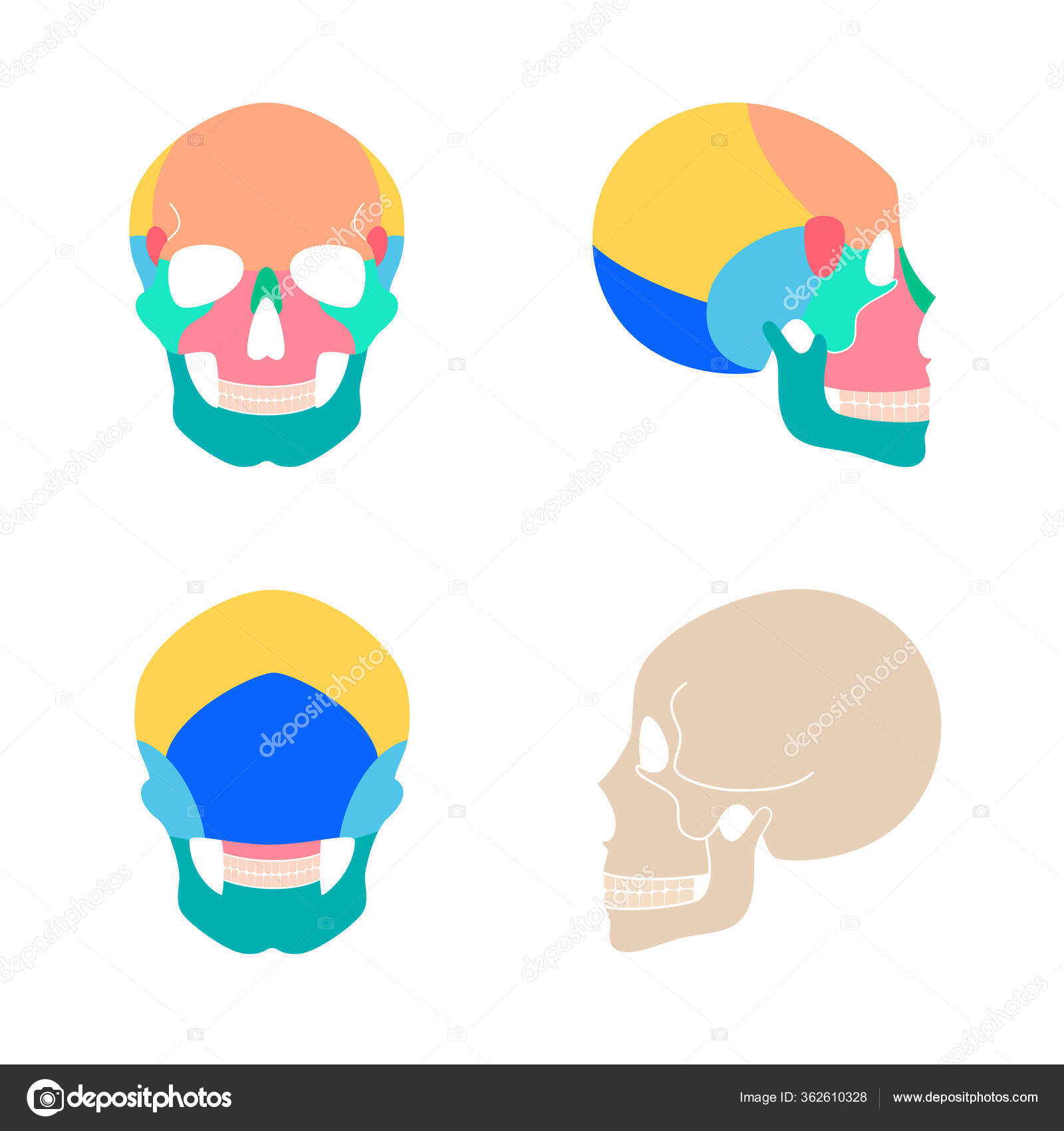 Esquema Tradicional Del Cráneo