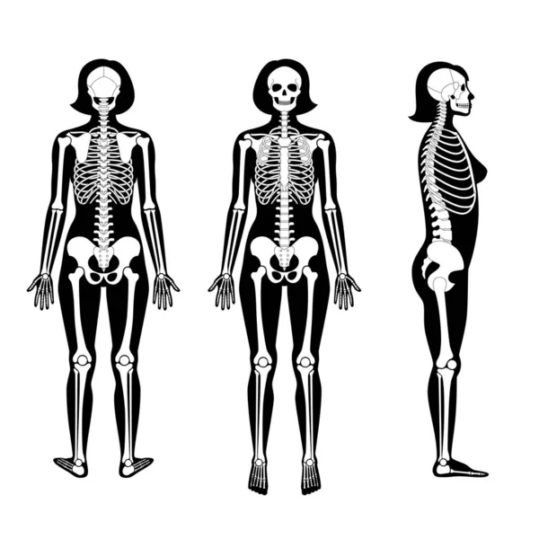 8,273 Skeletal Vector Images | Depositphotos