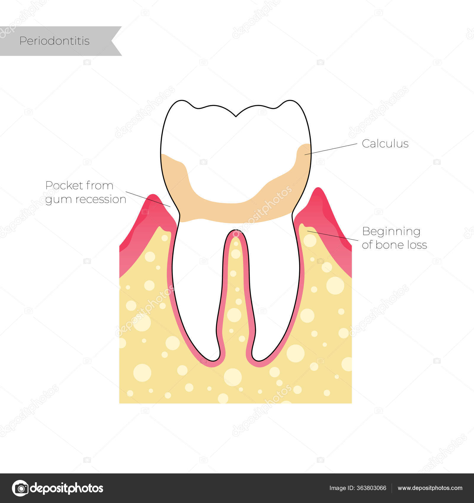Vector isolated illustration of tooth Stock Vector by ©Pikovit 363803066