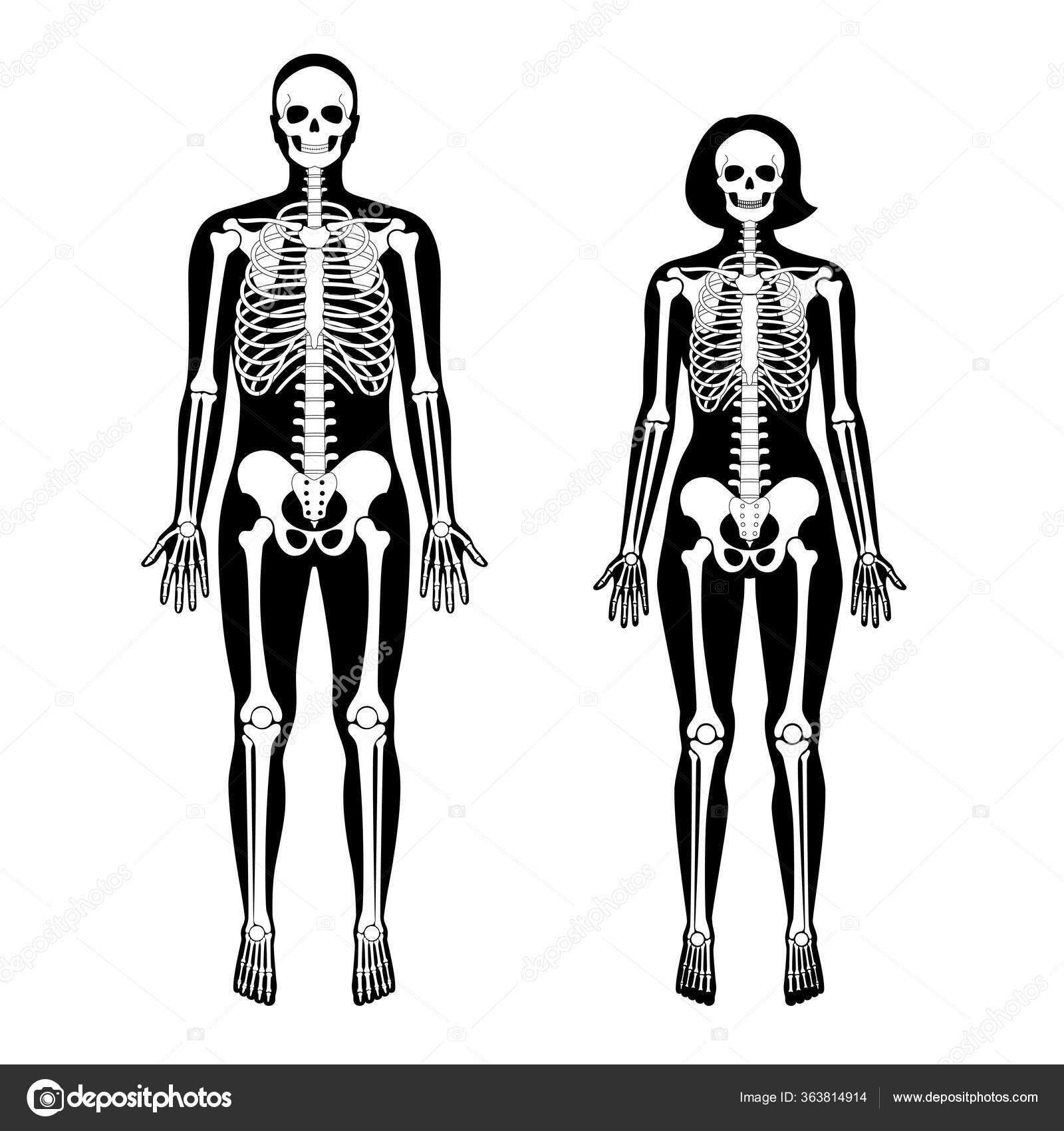 Female Vs Male Skeleton
