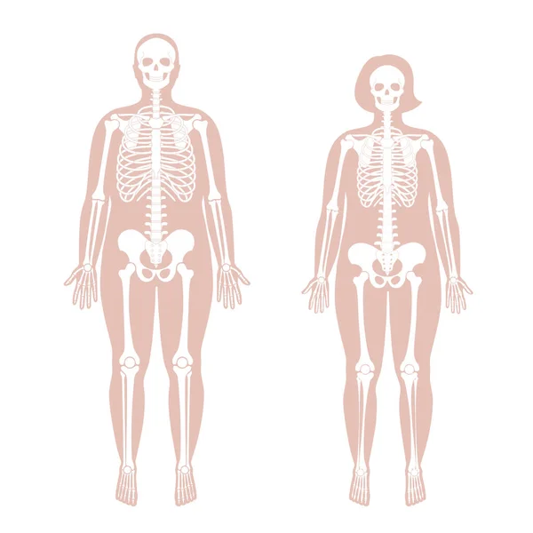 Obese skeleton anatomy Stock Illustration by ©Pikovit #478807032