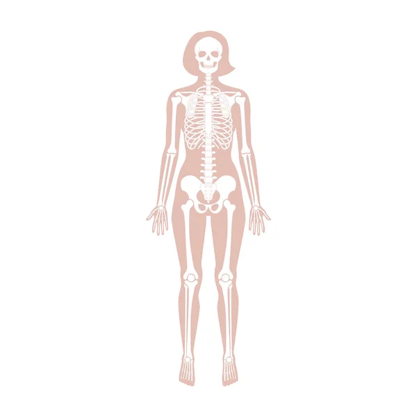 3,320 Skeleton woman Vector Images | Depositphotos