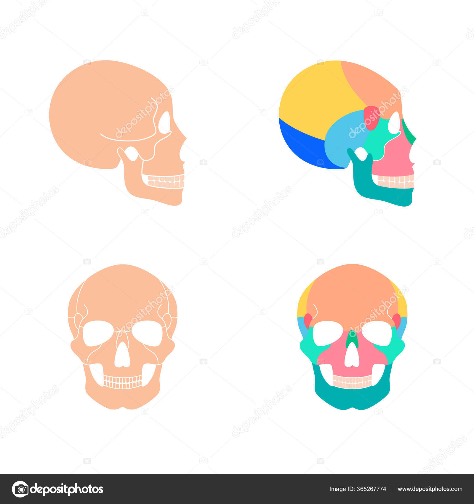 Human skull anatomy Stock Illustration by ©Pikovit #365267774