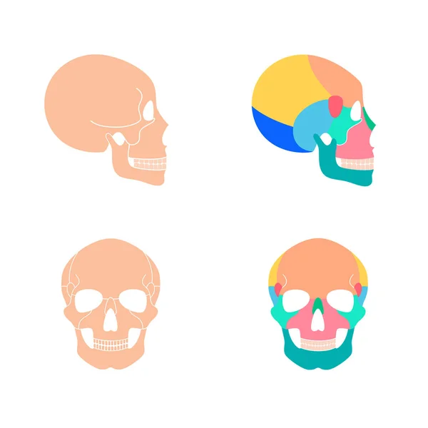 Human skull anatomy Stock Vector Image by ©Pikovit #364628638