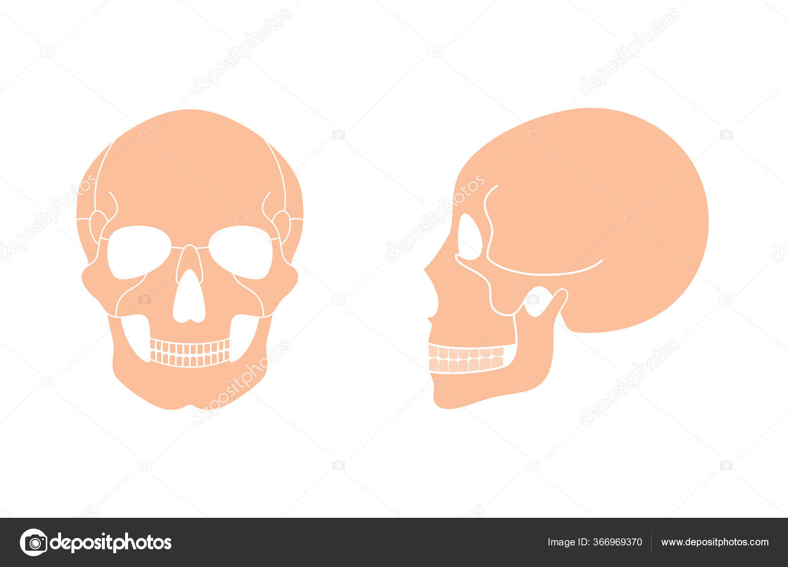 Human skull anatomy. Stock Vector Image by ©Pikovit #366969370