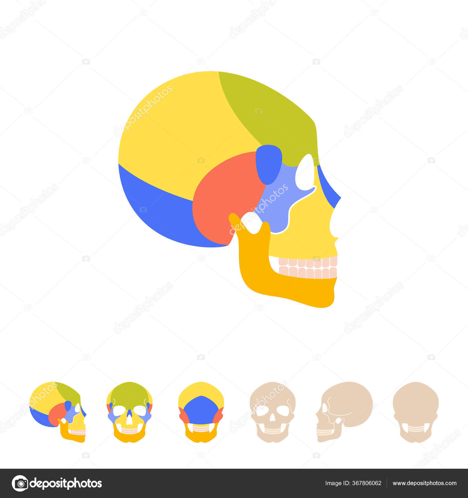 Anatomía del cráneo humano Vector de stock #367806062 de ©Pikovit