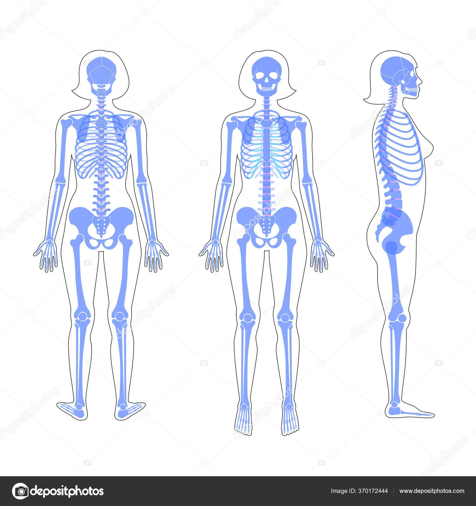 Female Human Skeleton Anatomy