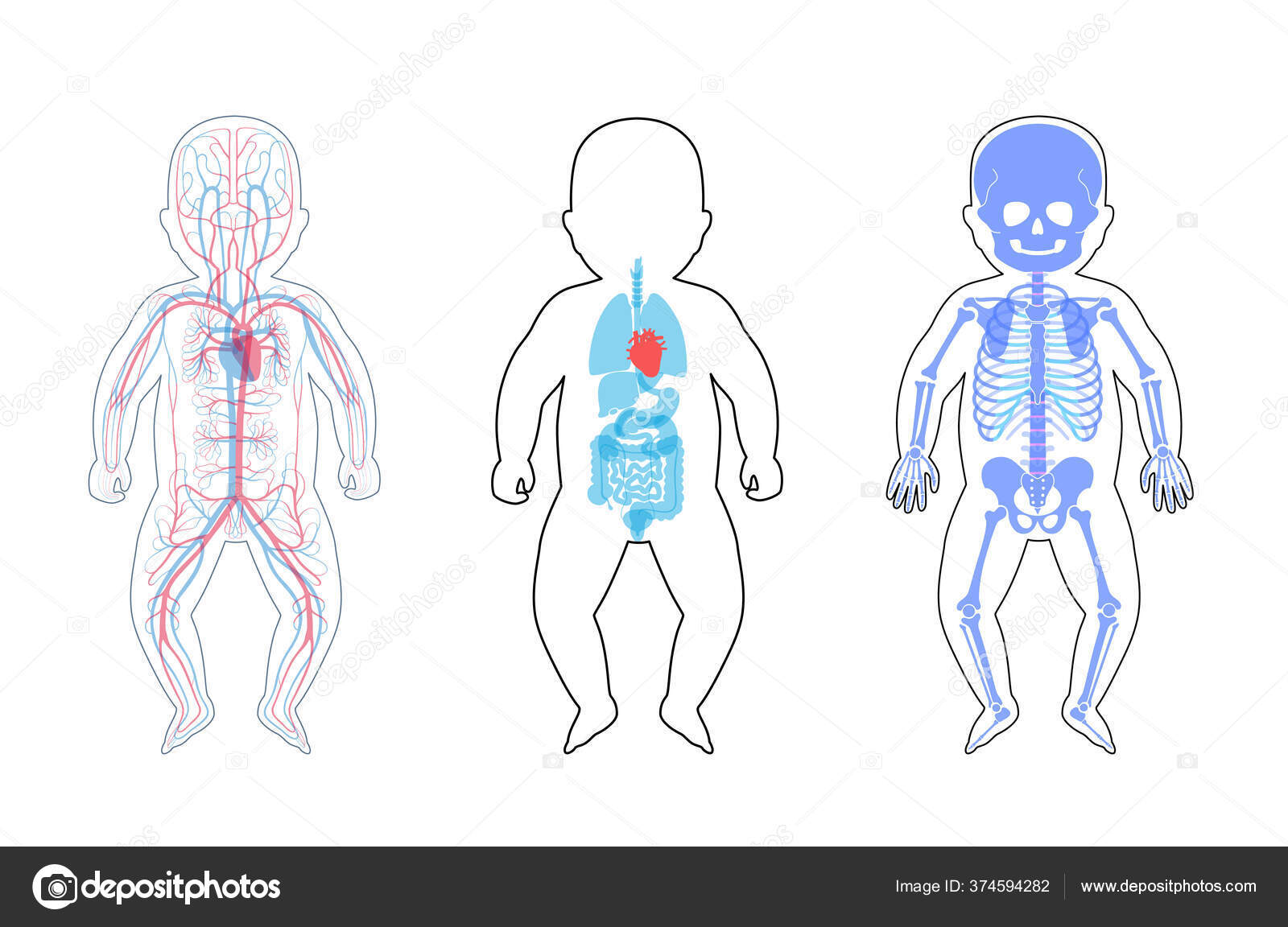 Internal structure of baby body. Stock Vector Image by ©Pikovit #374594282
