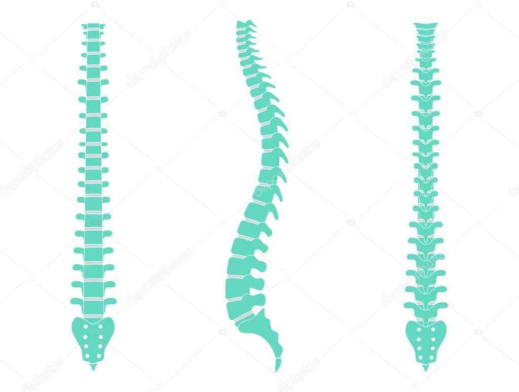 Anatom a de la columna vertebral humana vector ilustraci n 2024