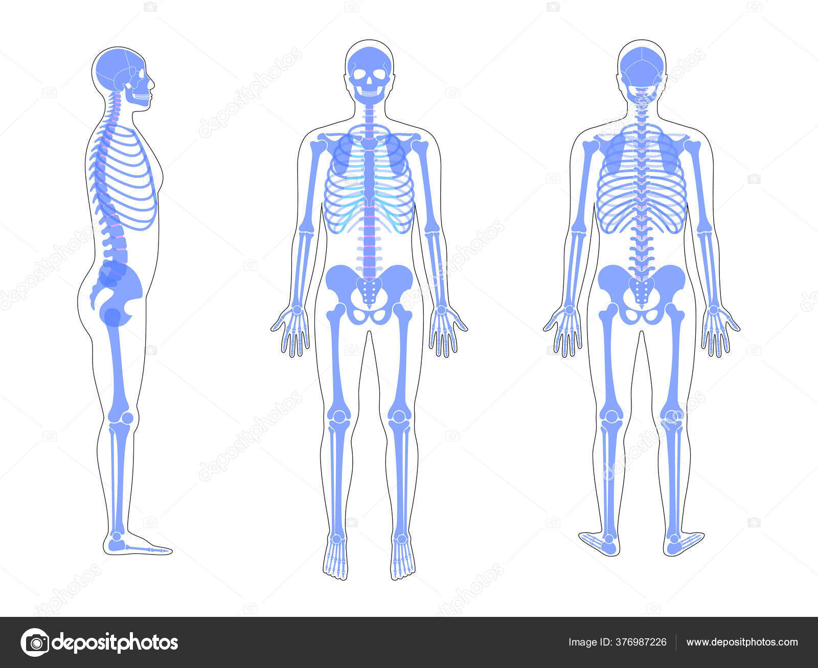 Human Body Bones Back