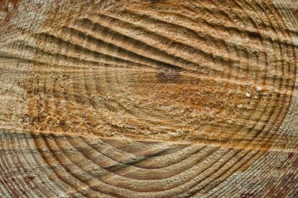 Poplar Wood Cross Section Grunge Texture — Stock Photo © Berka777 #82511486