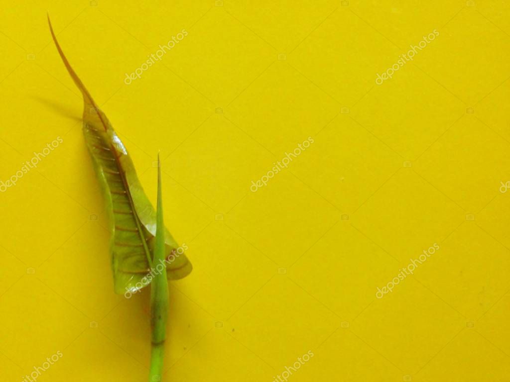 Hojas verdes de bothi aisladas sobre fondo amarillo. 2022