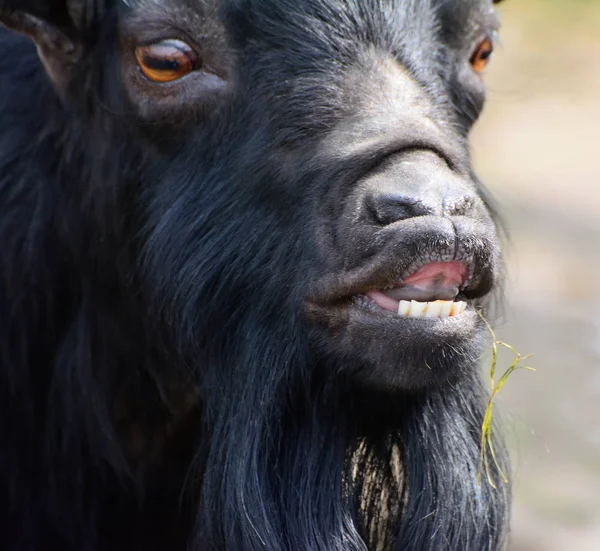 Cattle teeth Images - Search Images on Everypixel