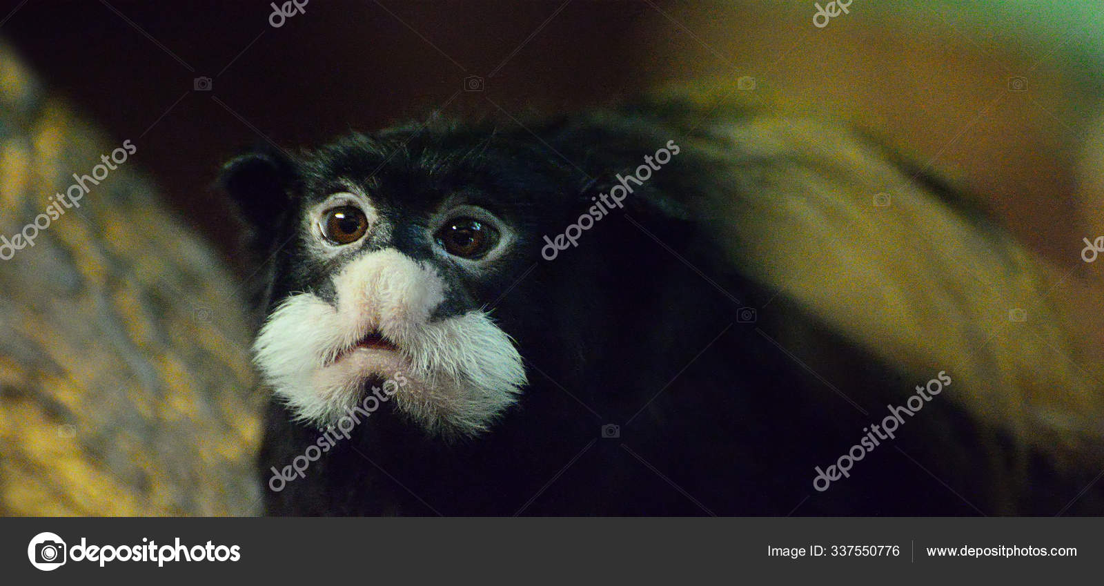 Red-bellied Tamarin (Saguinus labiatus)looks surprised — Stock Photo ...