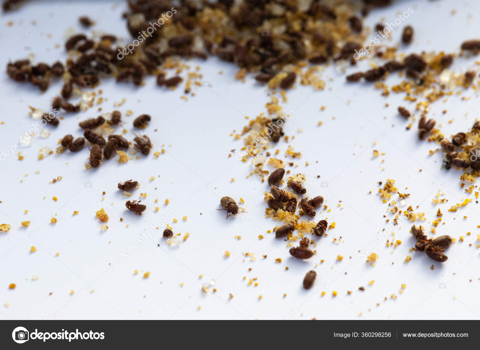 Steps Keep Weevils Bugs Out Food Concept Food Contamination — Stock ...