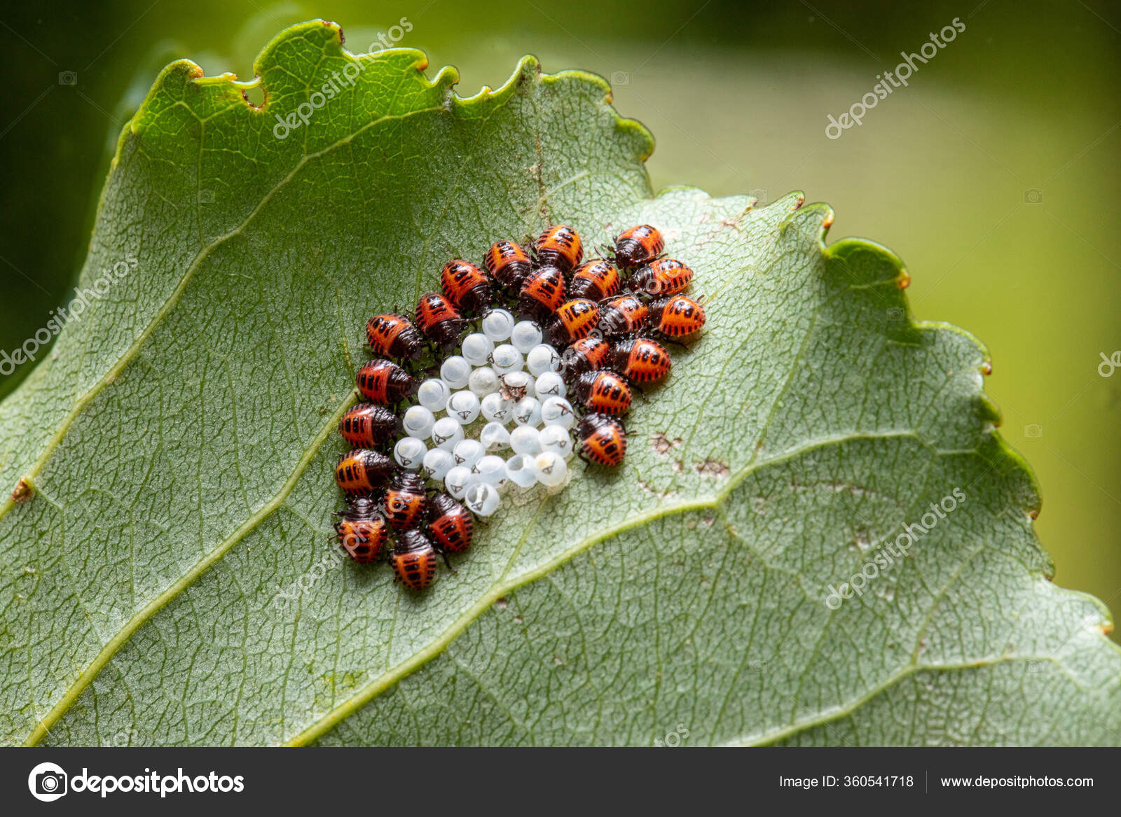Insect Eggs Identification